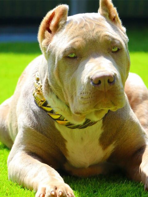 Females | BK Bullies