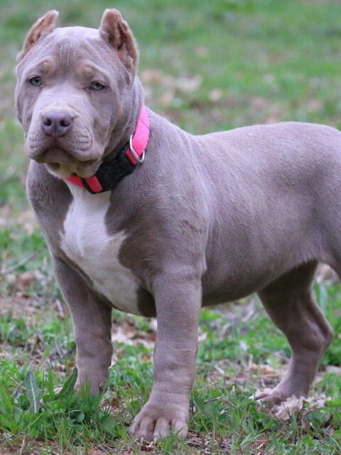 Females | BK Bullies