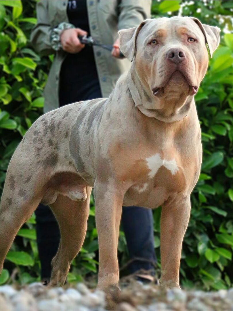 Studs | BK Bullies