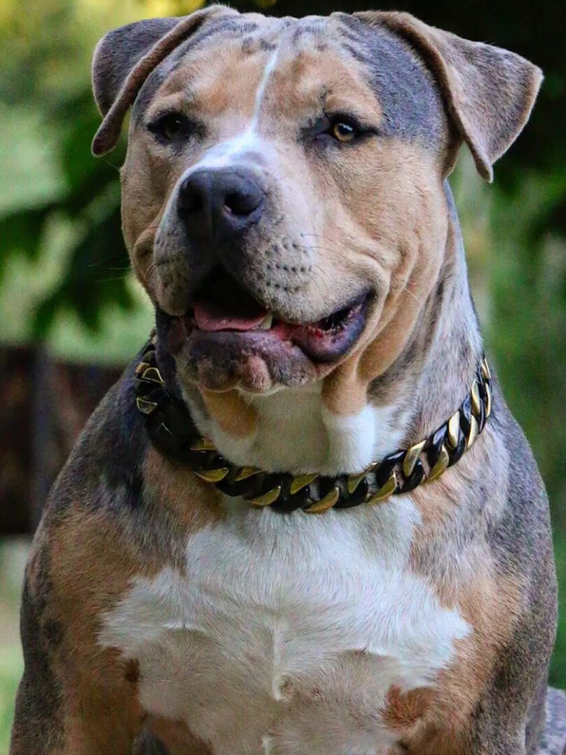 Studs | BK Bullies