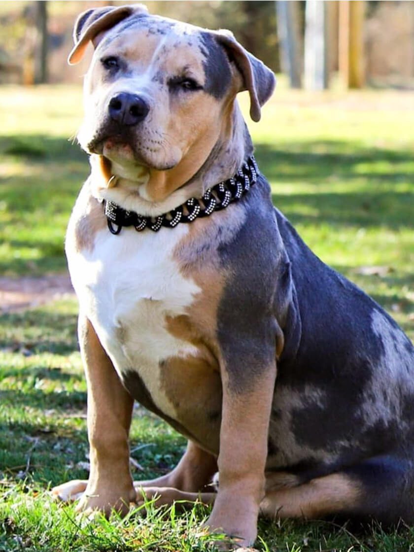 Studs | BK Bullies