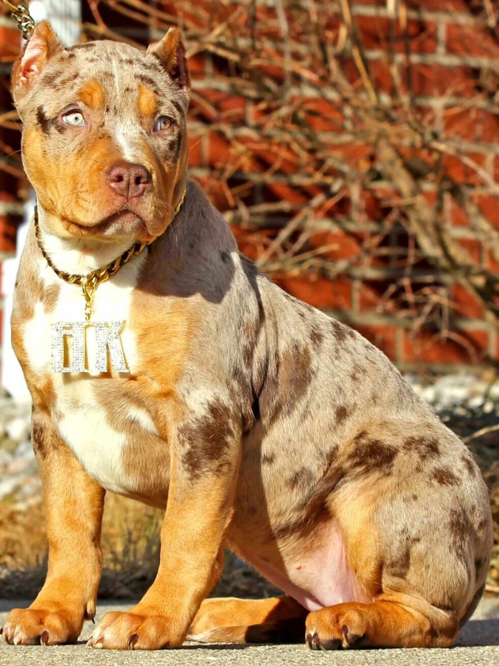Females | BK Bullies