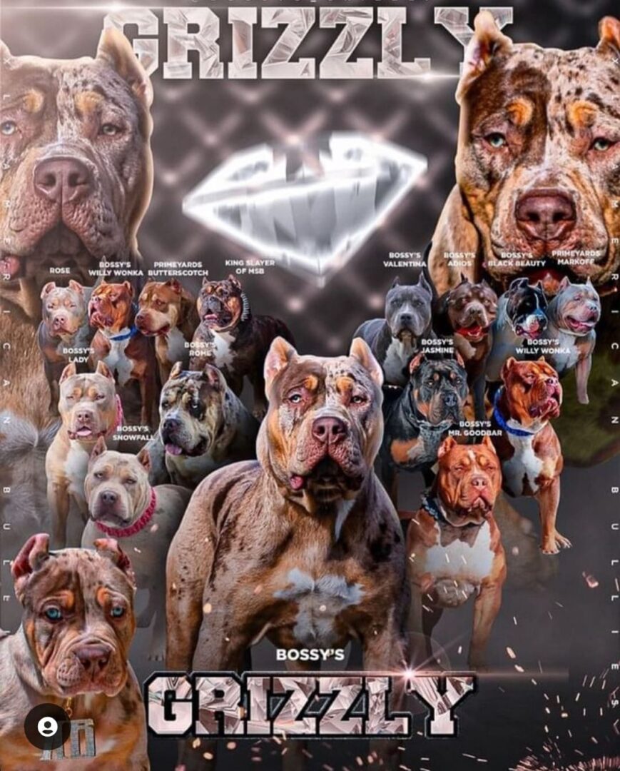 Studs | BK Bullies