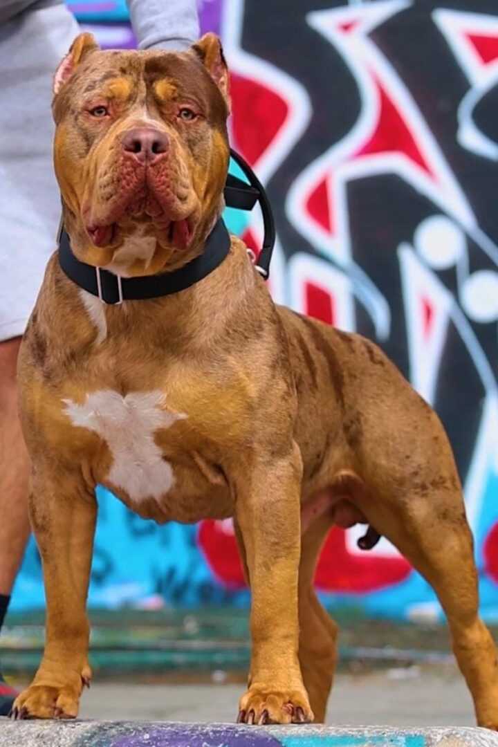 Studs | BK Bullies