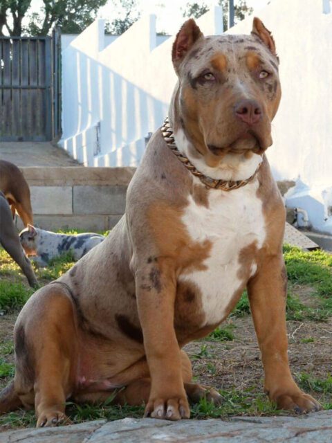 Females | BK Bullies