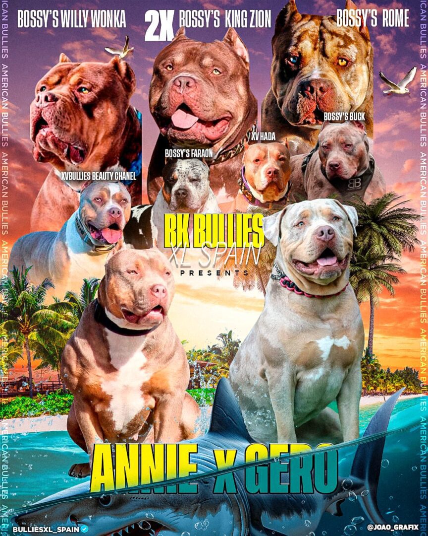 BK Bullies | Criadero American Bully XL y Classic en España con amor