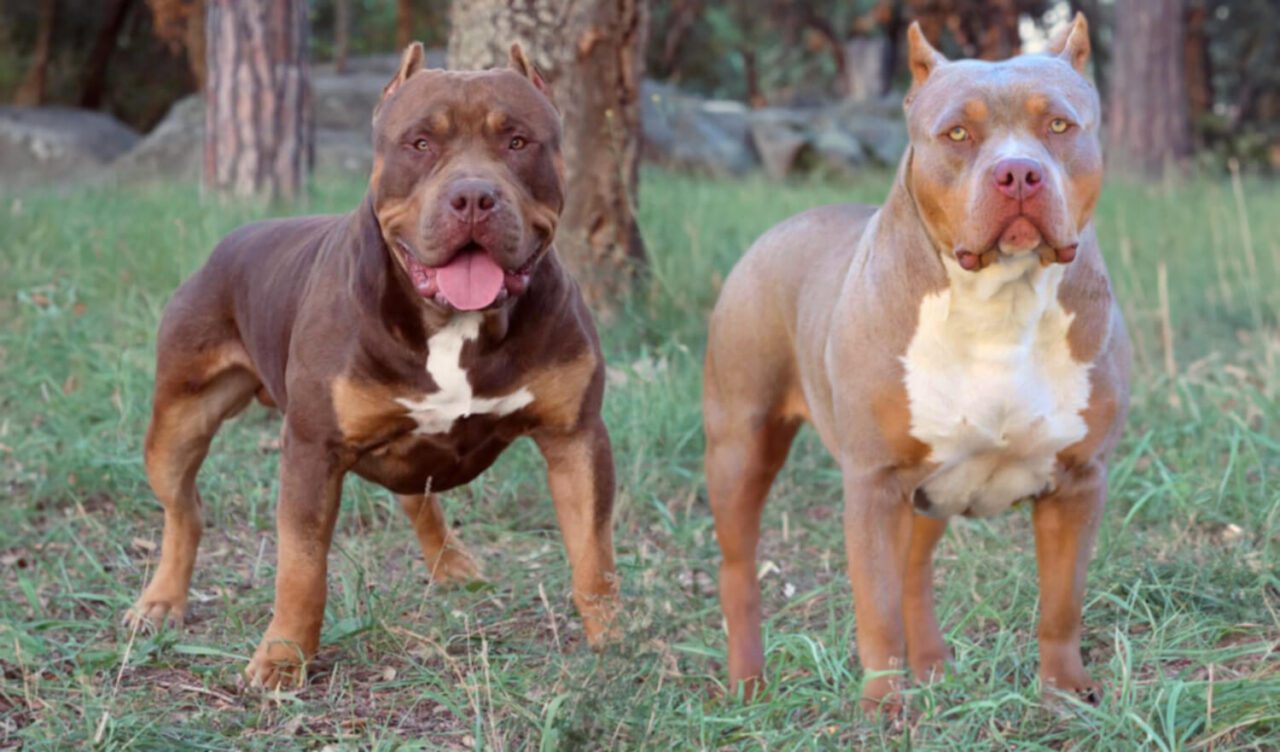 BK Bullies | Criadero American Bully XL y Classic en España con amor