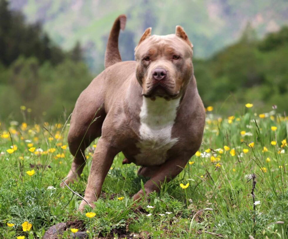 American Bully XXL in Spain: what should you know before choosing?