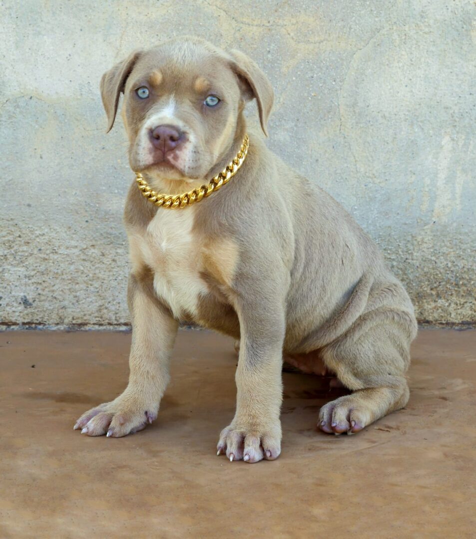 Cachorros American Bully XL - BK Bullies