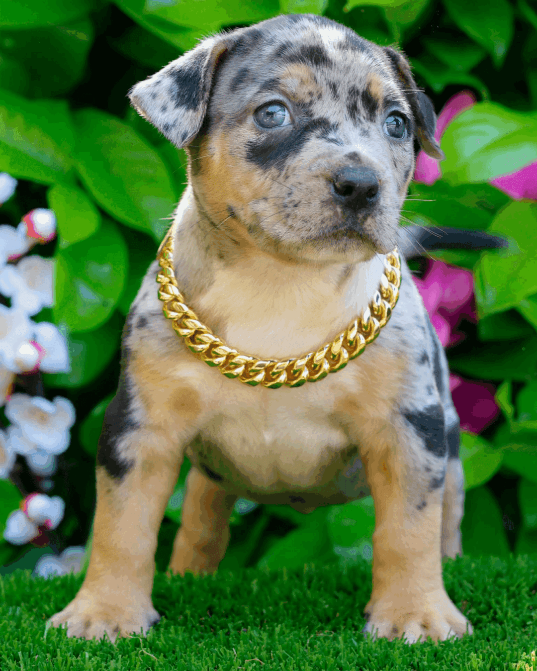 American Bully XL puppies - BK Bullies