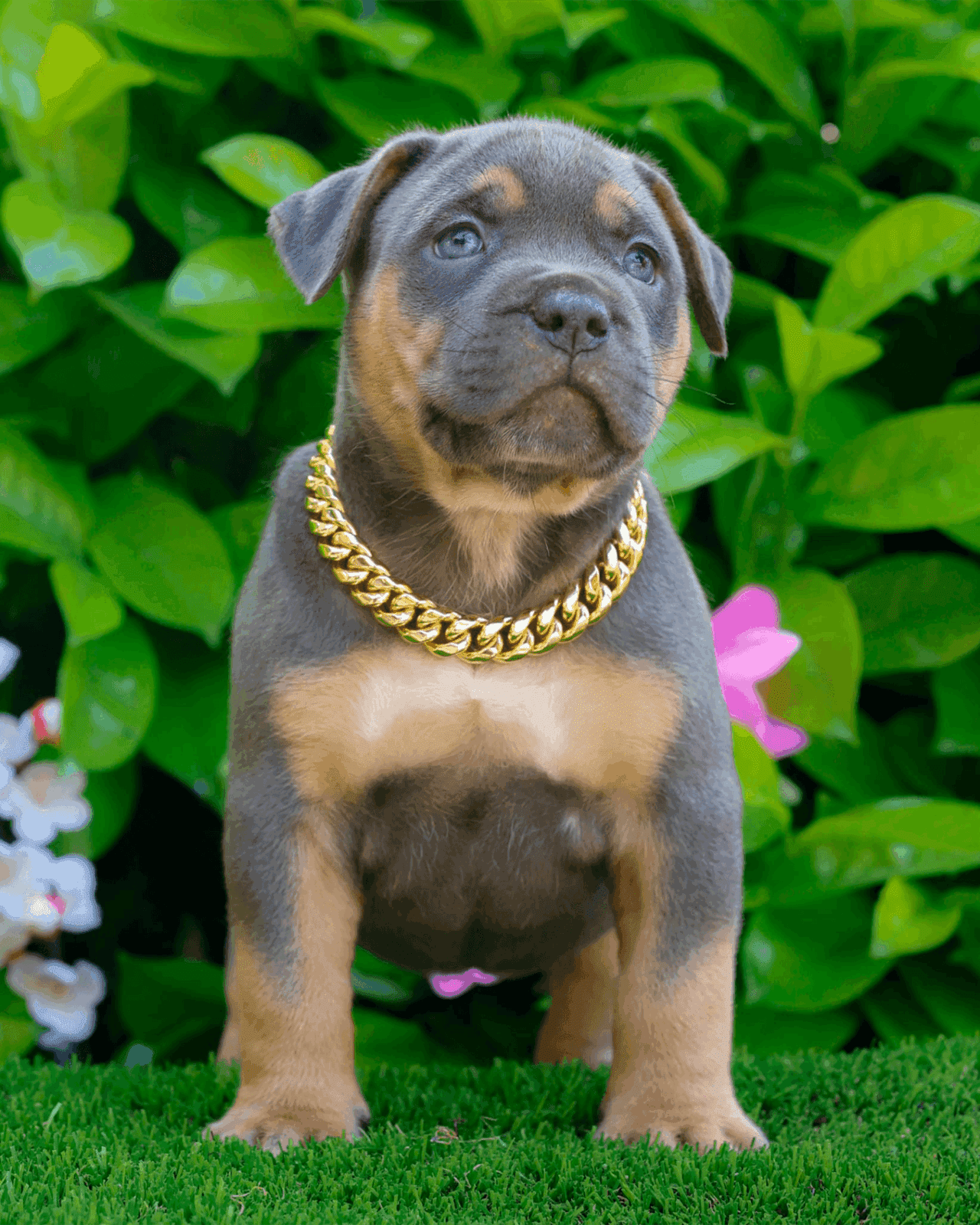 American Bully XL puppies - BK Bullies