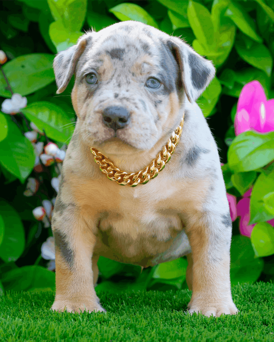American Bully XL puppies - BK Bullies